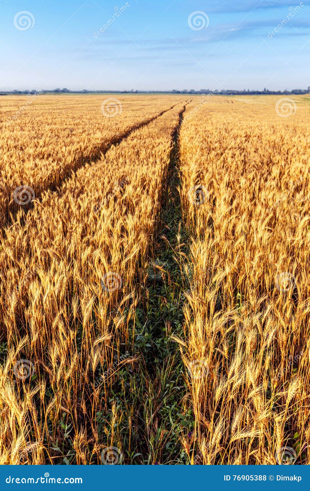 Wheat field landscape sky stock photo. Image of background - 76905388