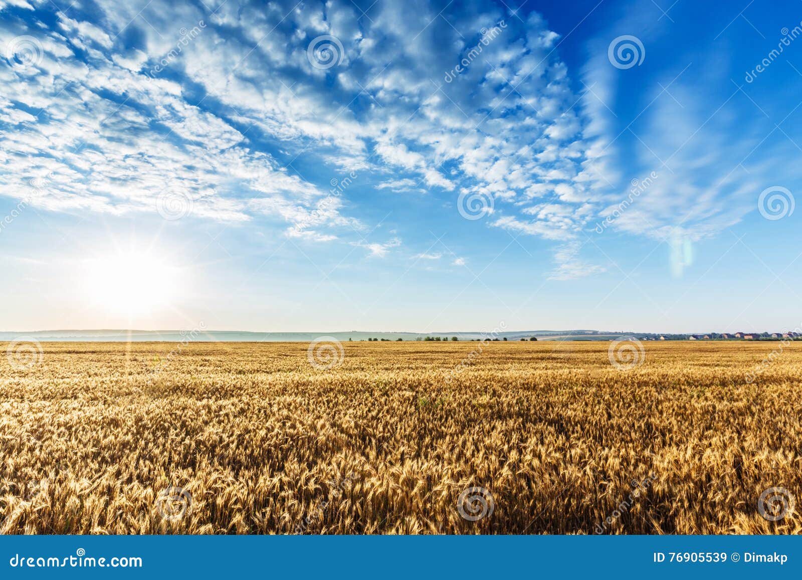 Wheat field landscape sky stock image. Image of field - 76905539
