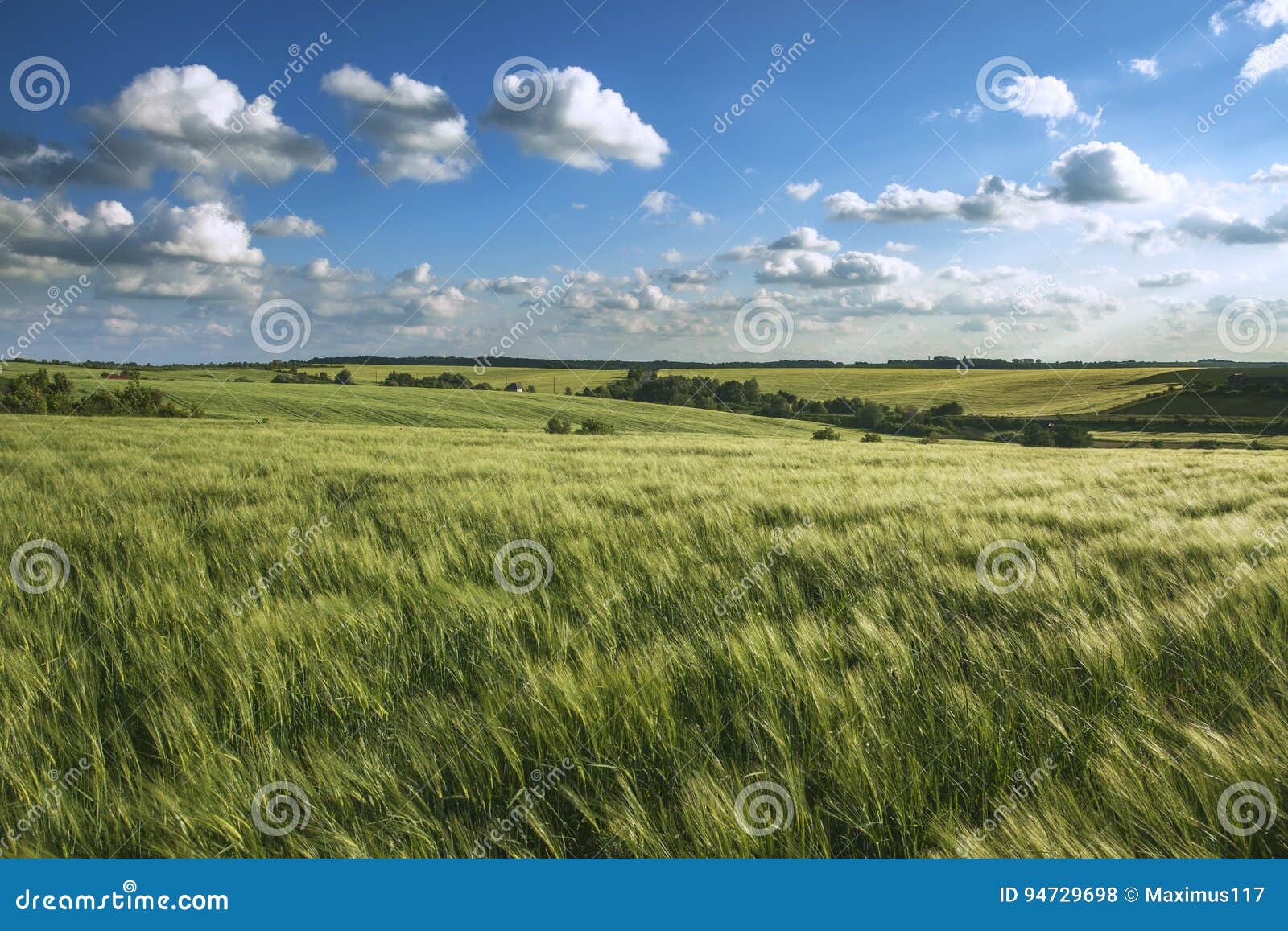 Wheat field landscape stock photo. Image of corn, gricultural - 94729698