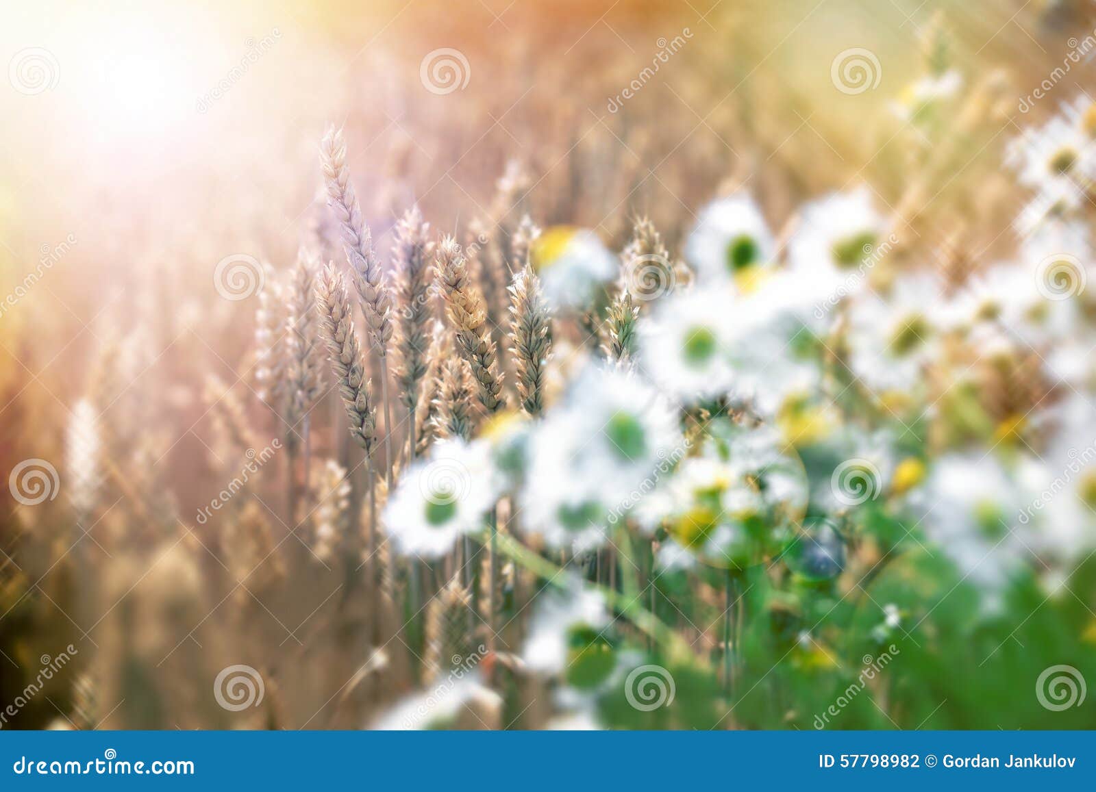 Wheat Field in Late Afternoon Stock Photo - Image of field, harvest ...