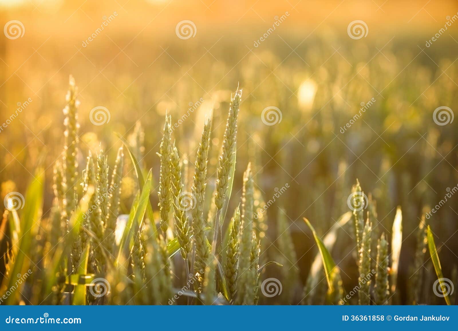 Wheat Field in Late Afternoon Stock Photo - Image of close, cultivate ...