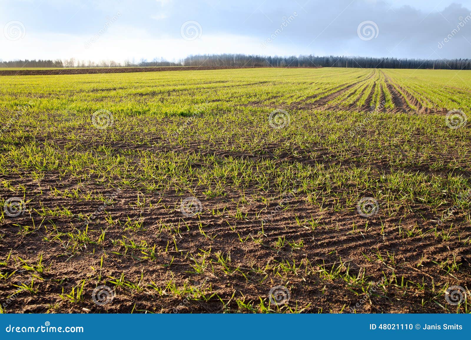 Wheat Field in Late Autumn. Stock Photo - Image of meadow, scene: 48021110