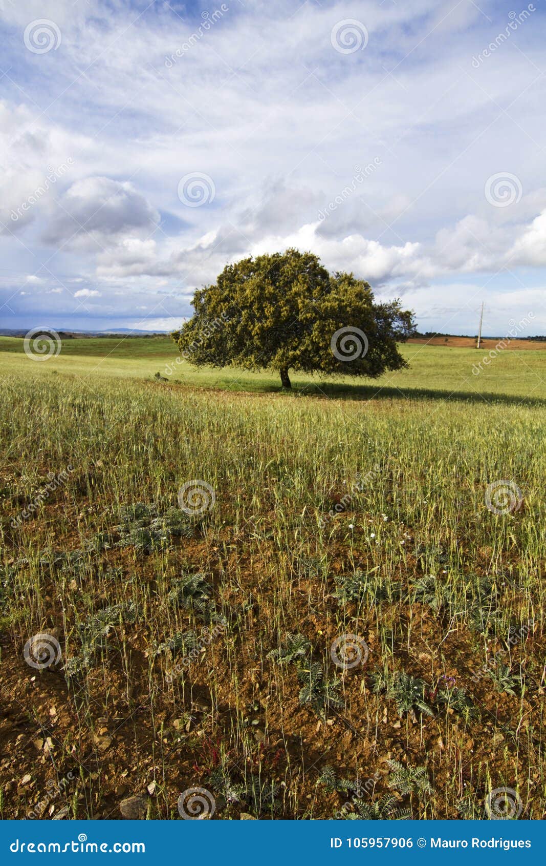 Wheat Field with Lonely Tree Stock Photo - Image of seasonal, cloudy ...