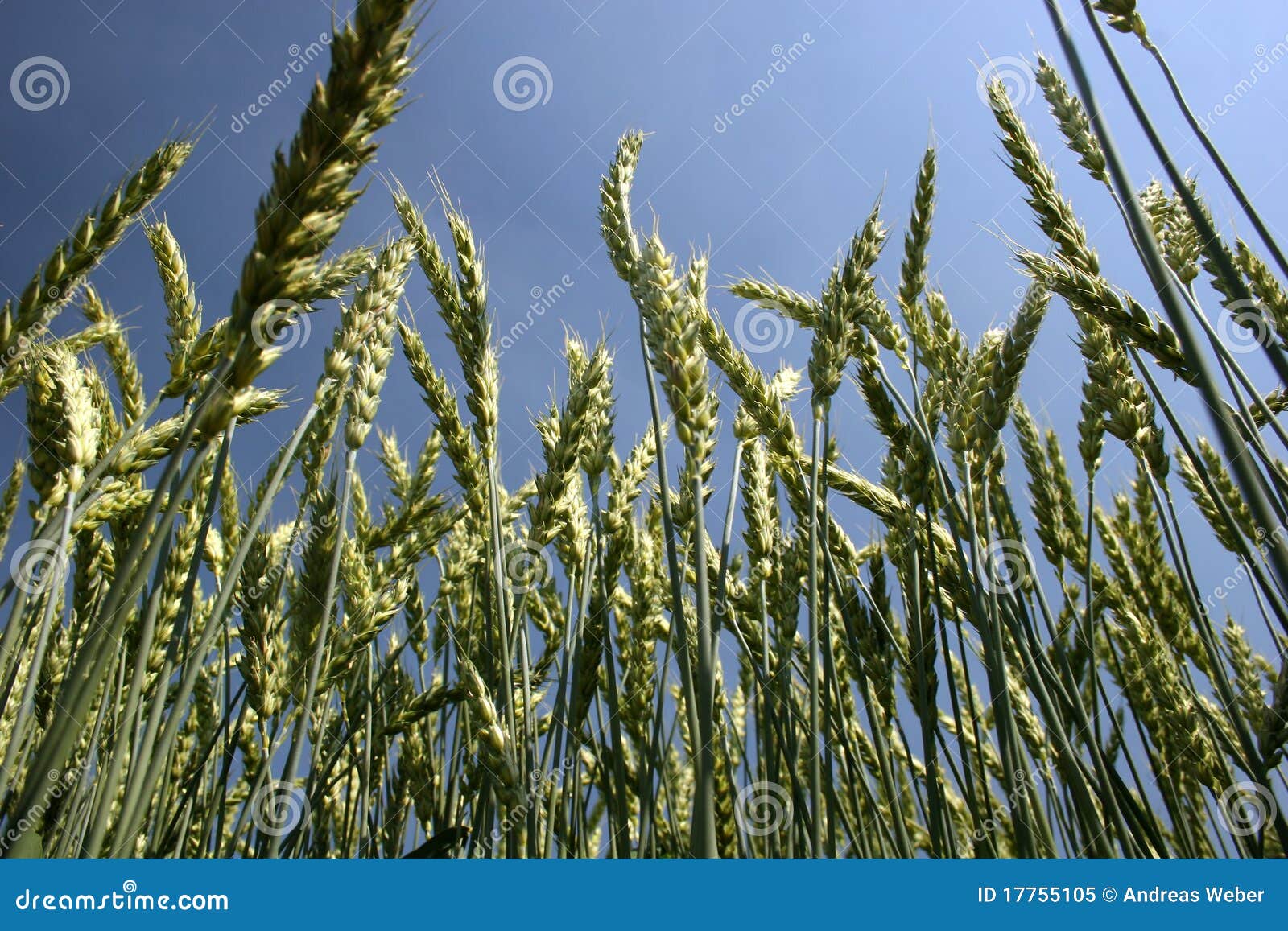 Wheat Field in Low Angle View Stock Image - Image of gold, farmland ...