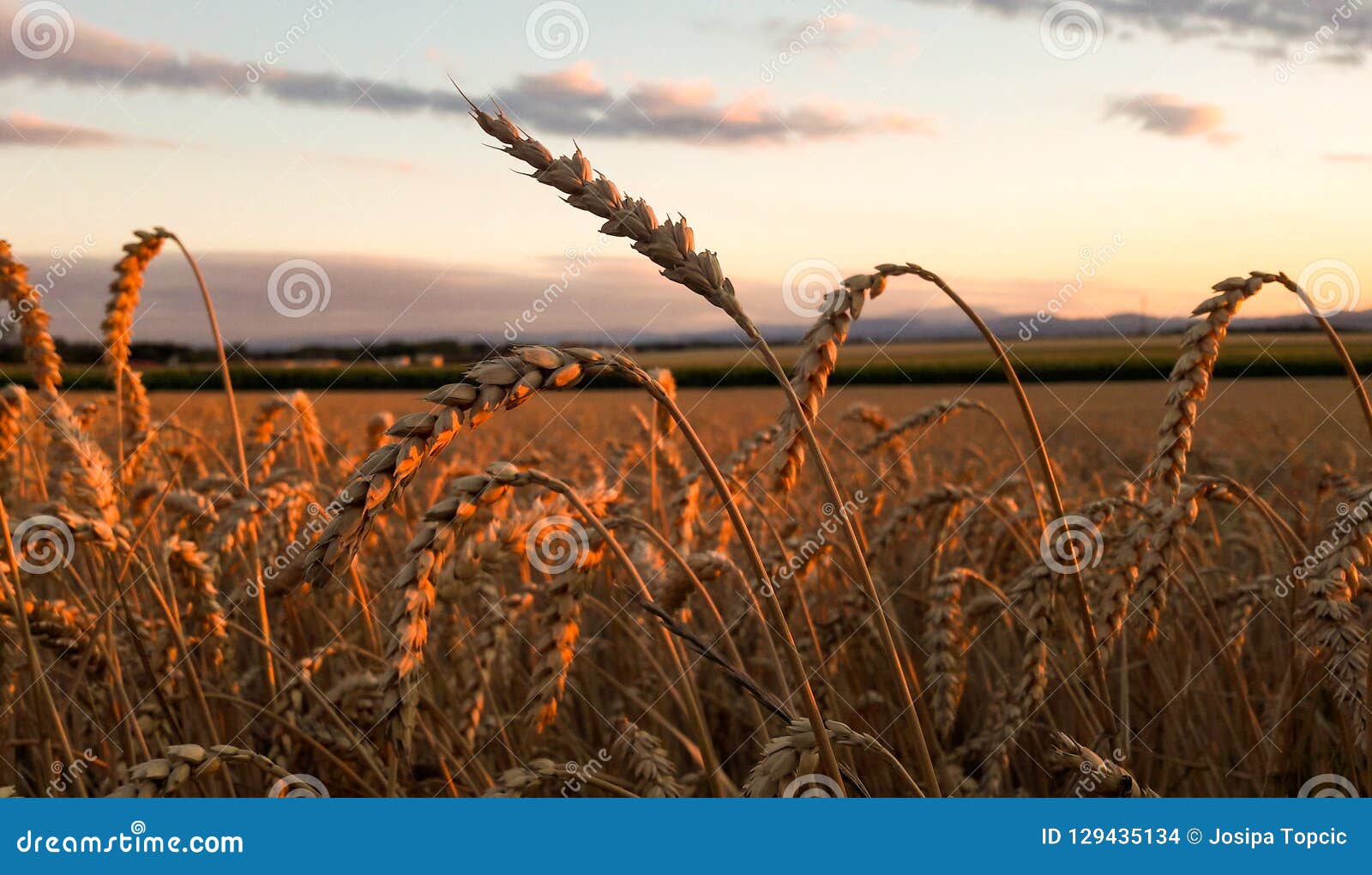 Wheat Field in Lower Austria Stock Photo - Image of sonnenuntergang ...