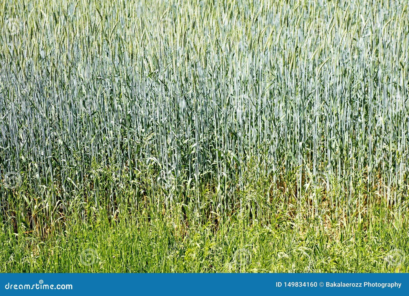Wheat Field Macro Abstract Background 50,6 Megapixels 6480 with 4320 ...