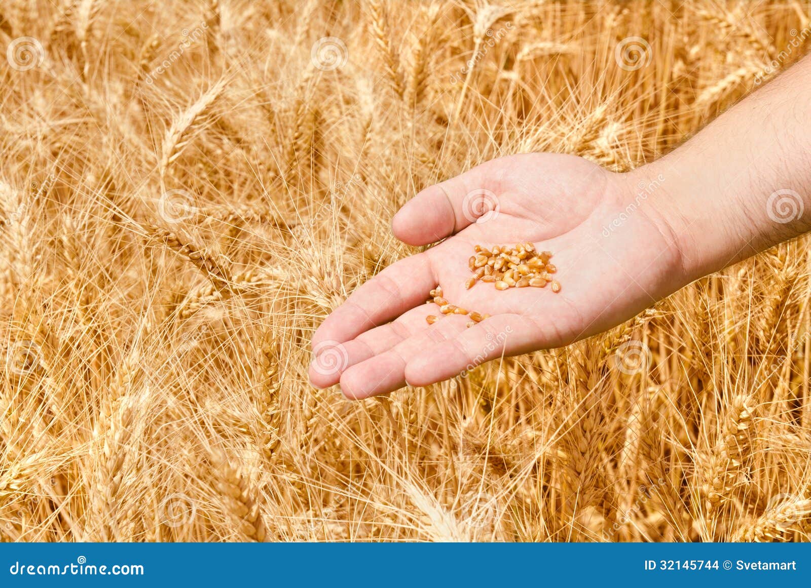 Wheat field and male hand stock photo. Image of crop - 32145744