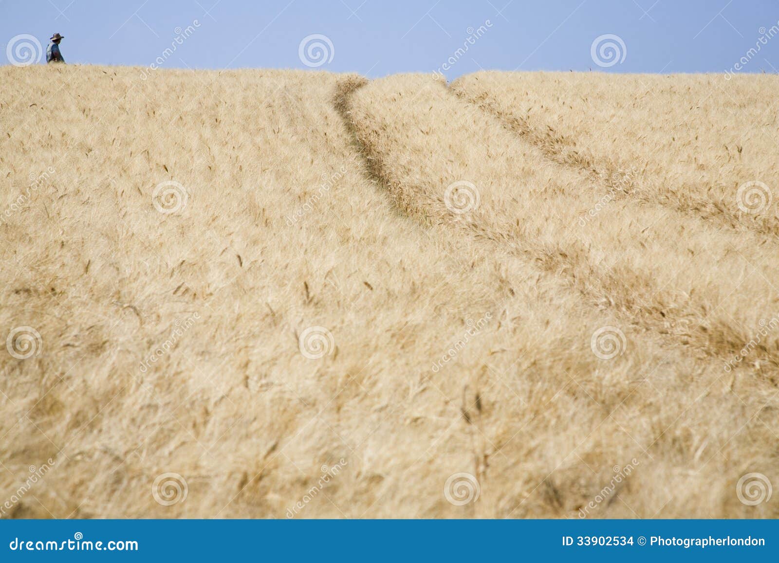 Wheat Field with Man in Distance Stock Photo - Image of tranquil ...