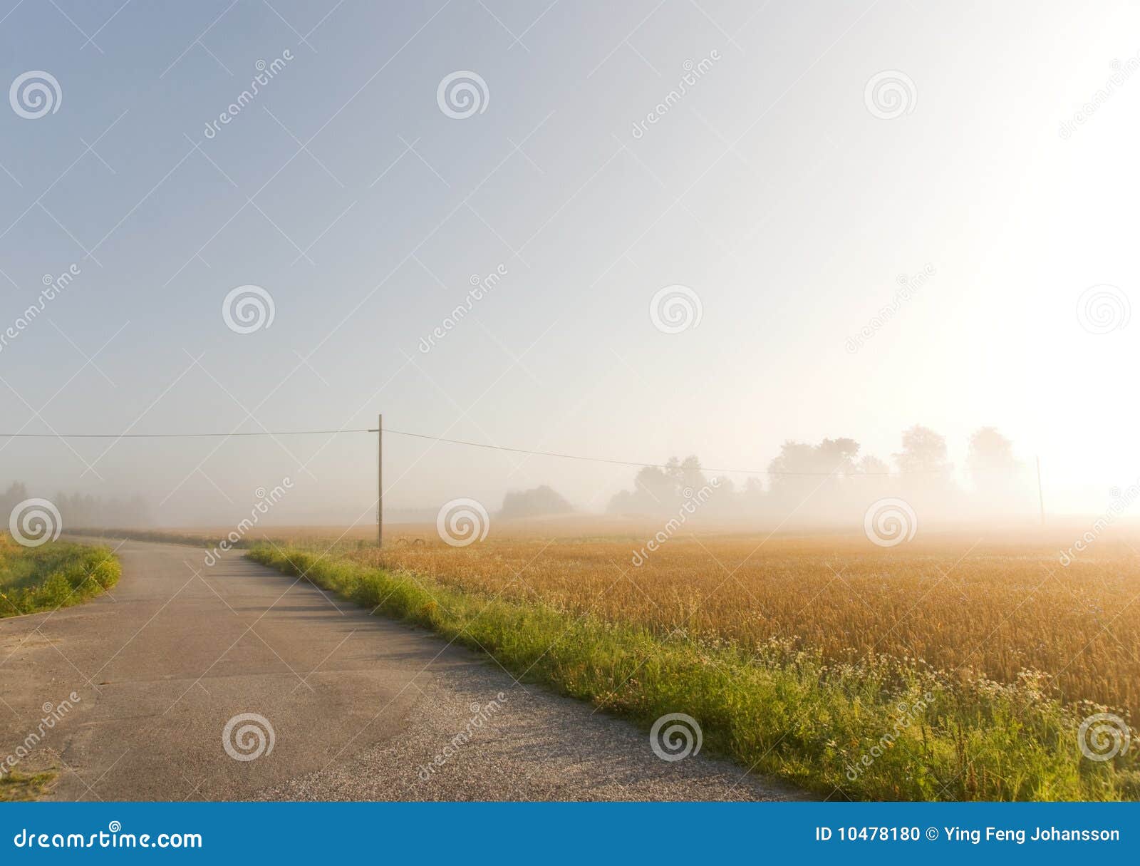 Wheat field in mist stock photo. Image of scene, field - 10478180