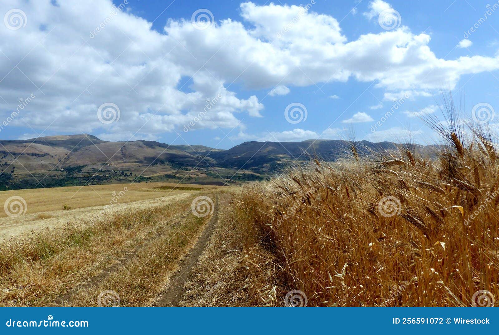 Wheat Field and the Mountains Stock Photo - Image of environment ...