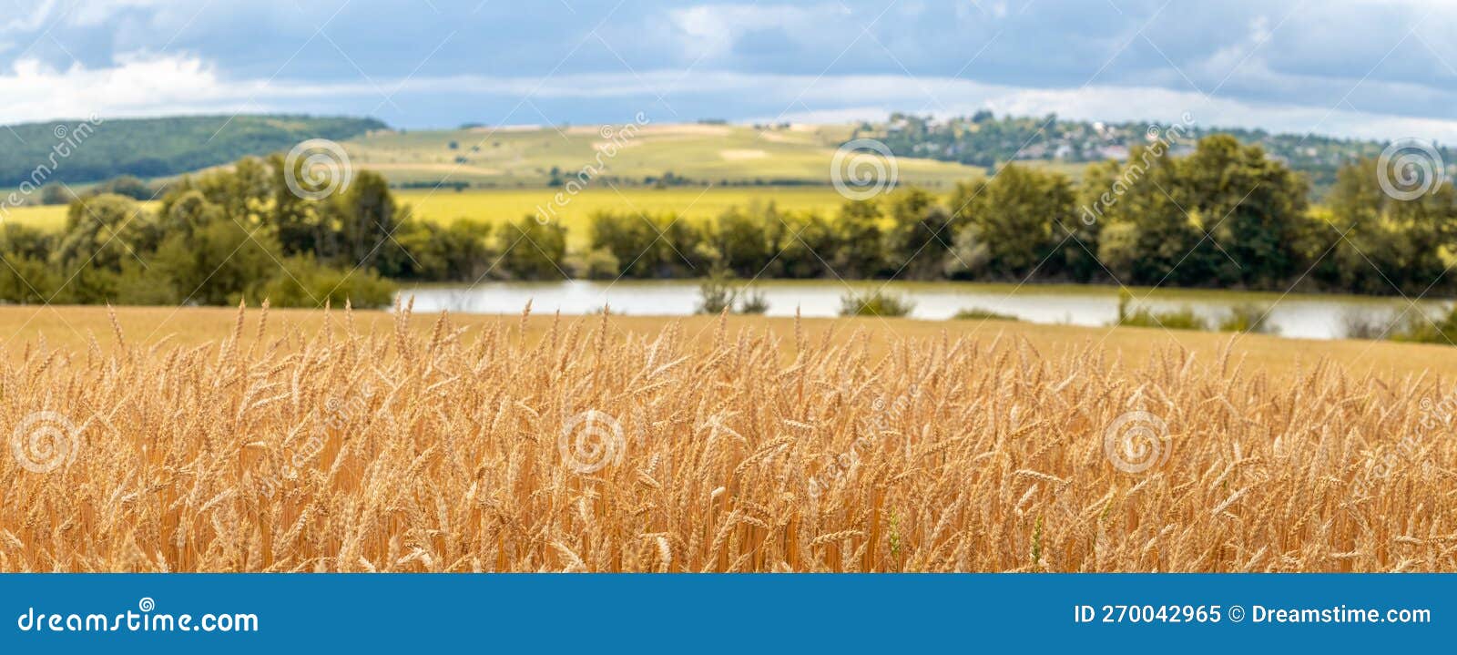 A Wheat Field Near the River and a Forest in the Distance Stock Image ...