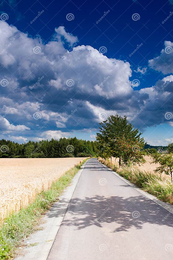 Wheat Field Next To the Road Stock Image - Image of green, road: 26244499