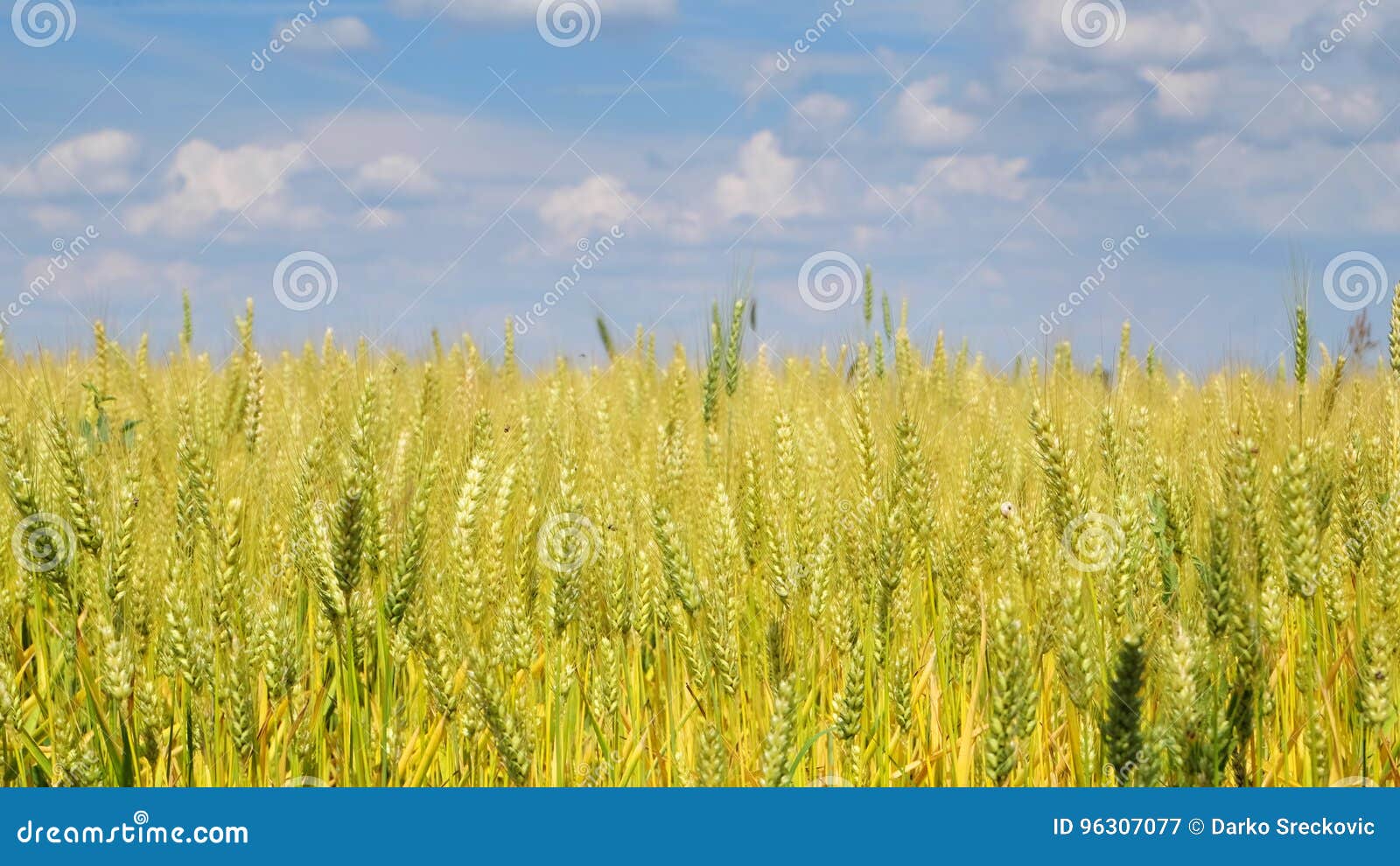 Wheat Field with Nice Blue Sky Stock Image - Image of crop, organic ...