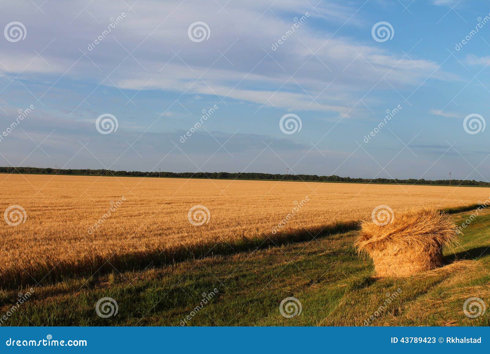 Wheat Field with Non-Conforming Hay Bale Stock Image - Image of ...
