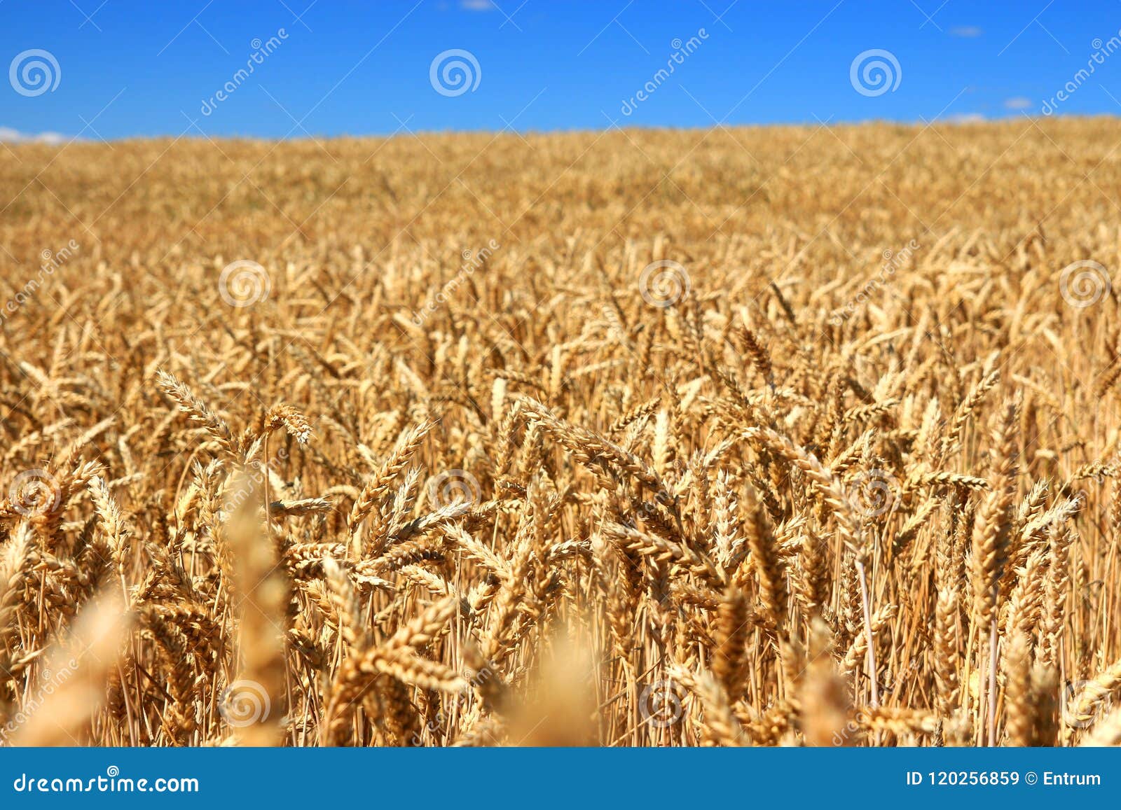 Wheat field at noon light stock image. Image of field - 120256859