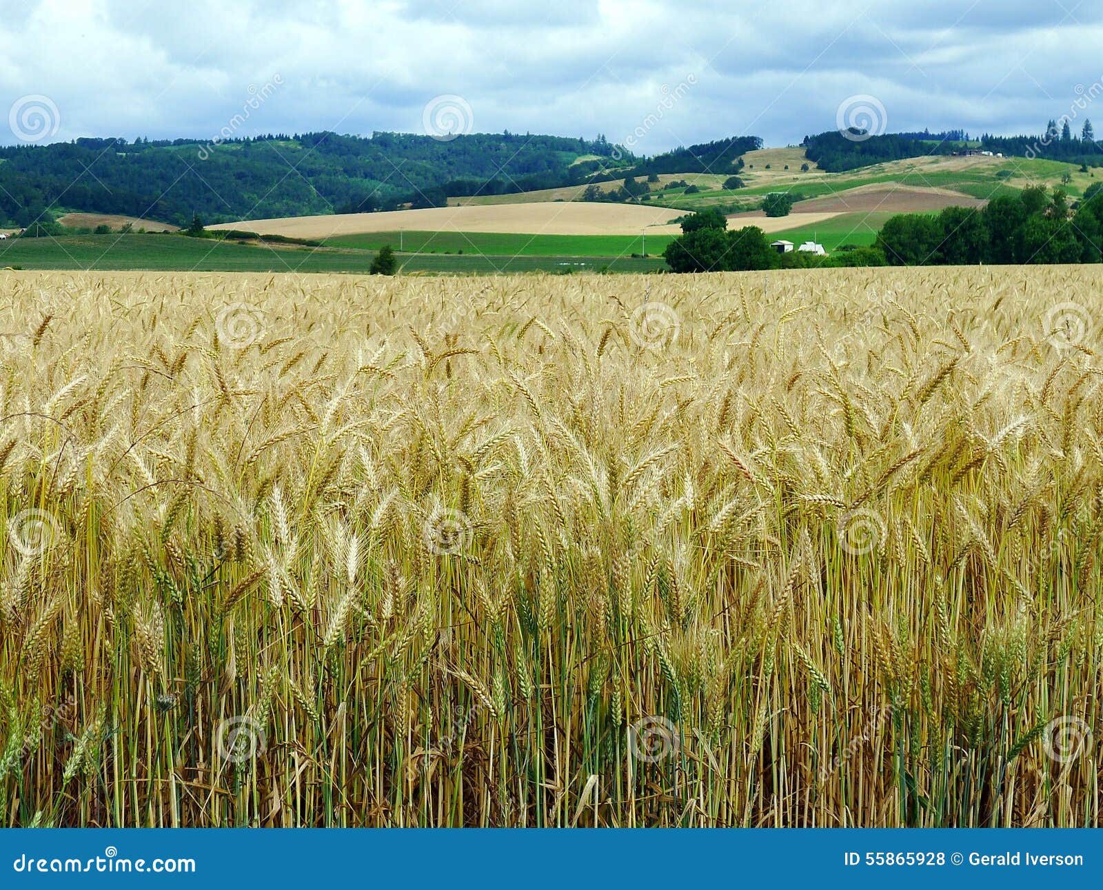 Wheat Field in North Plains, Oregon Stock Photo - Image of forests ...