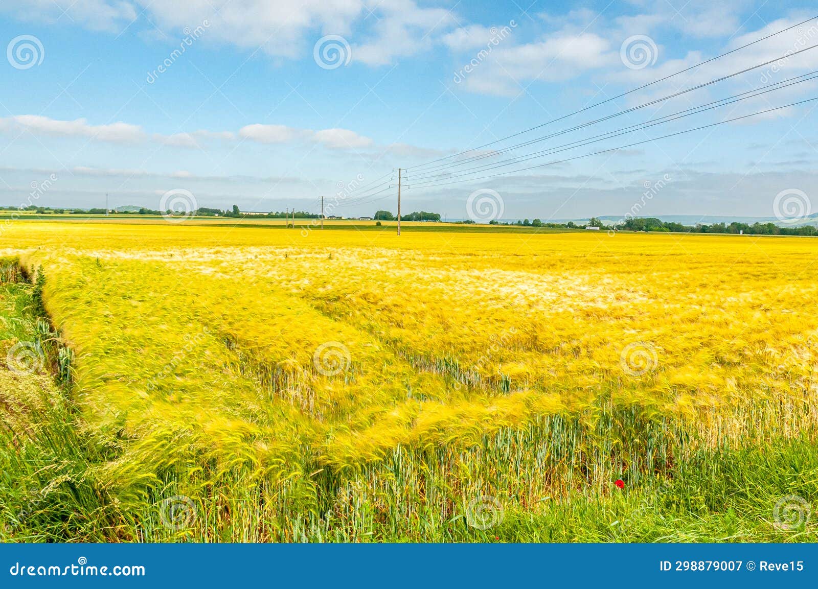 Wheat Field, Not Ripe Enough To Harvest, Under a Strong Wind Stock ...