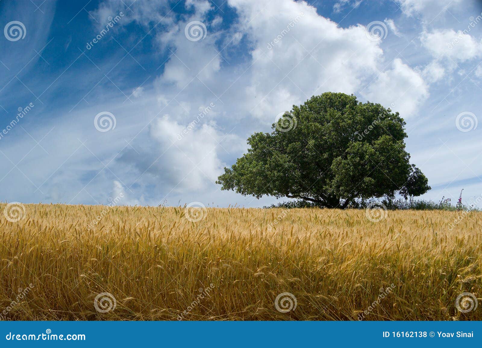 Wheat Field Oak Tree and Clouds Stock Photo - Image of foliage, leaf ...