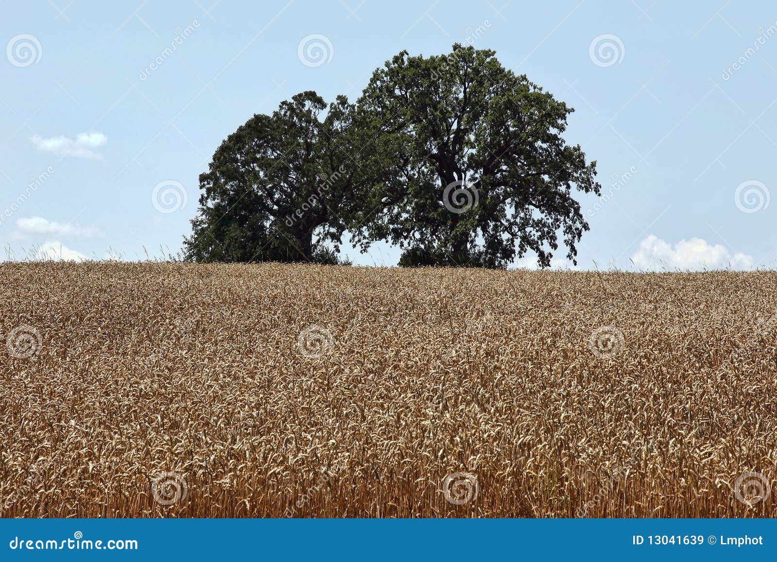 Wheat field with oak trees stock image. Image of product - 13041639