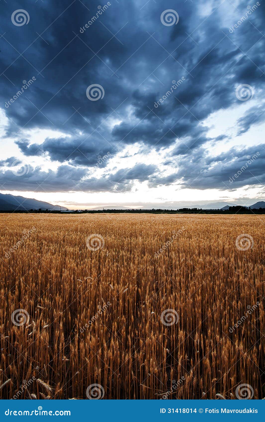 Wheat field stock photo. Image of environment, rain, autumn - 31418014