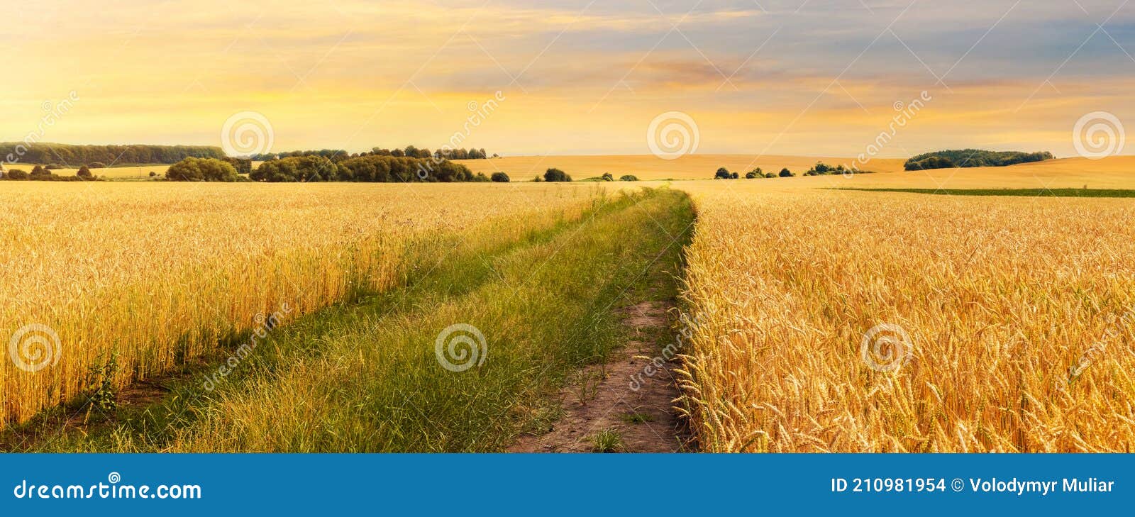 Wheat Field with Overgrown Grass Road in the Middle of the Field at ...