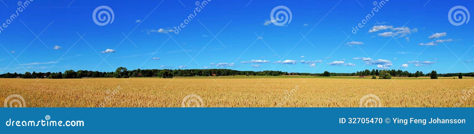 Wheat field panorama stock photo. Image of ripe, light - 32705470