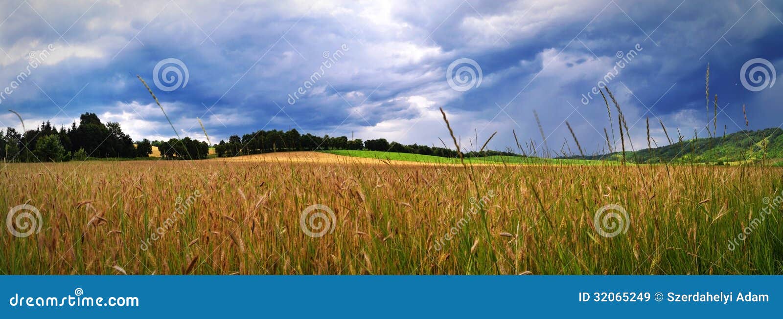 Wheat field panorama view stock image. Image of moody - 32065249