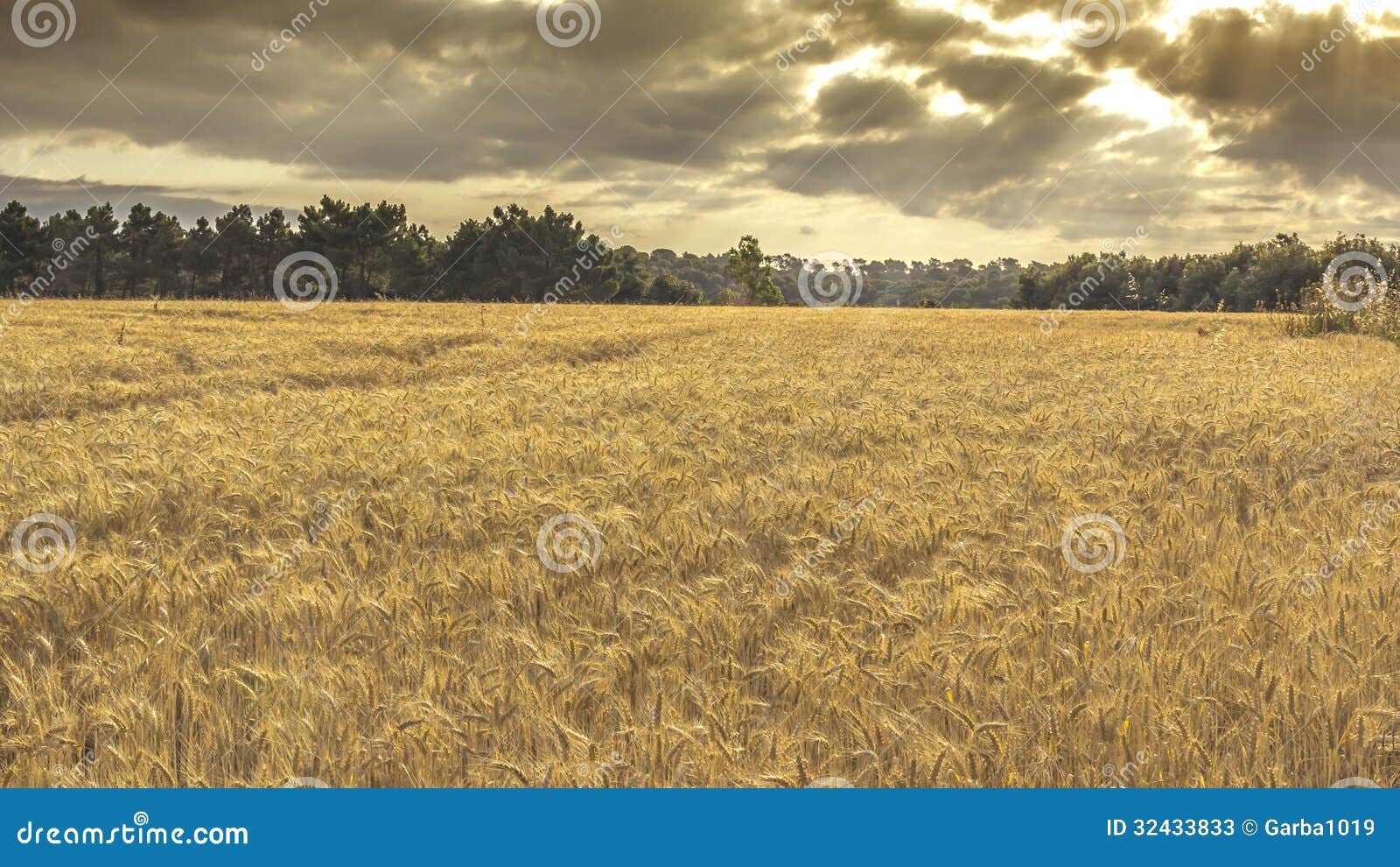 Wheat field stock image. Image of summer, outdoors, wheat - 32433833