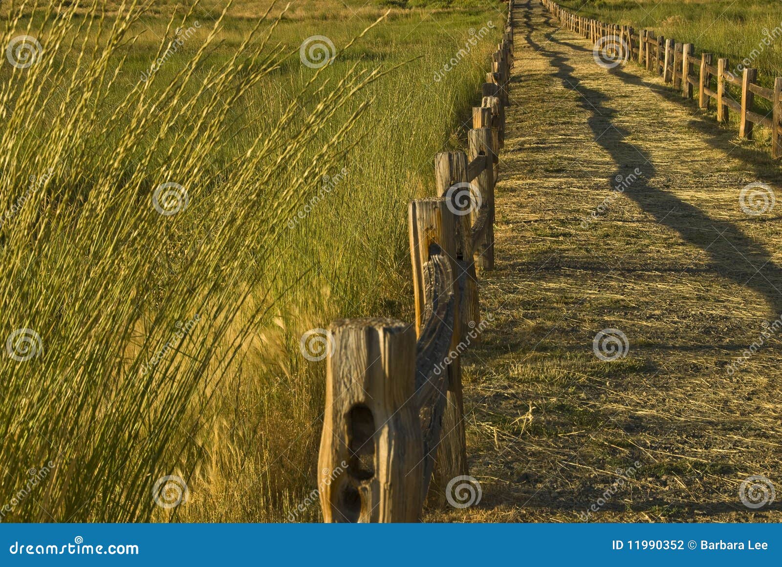 Wheat Field Path stock photo. Image of brown, structures - 11990352