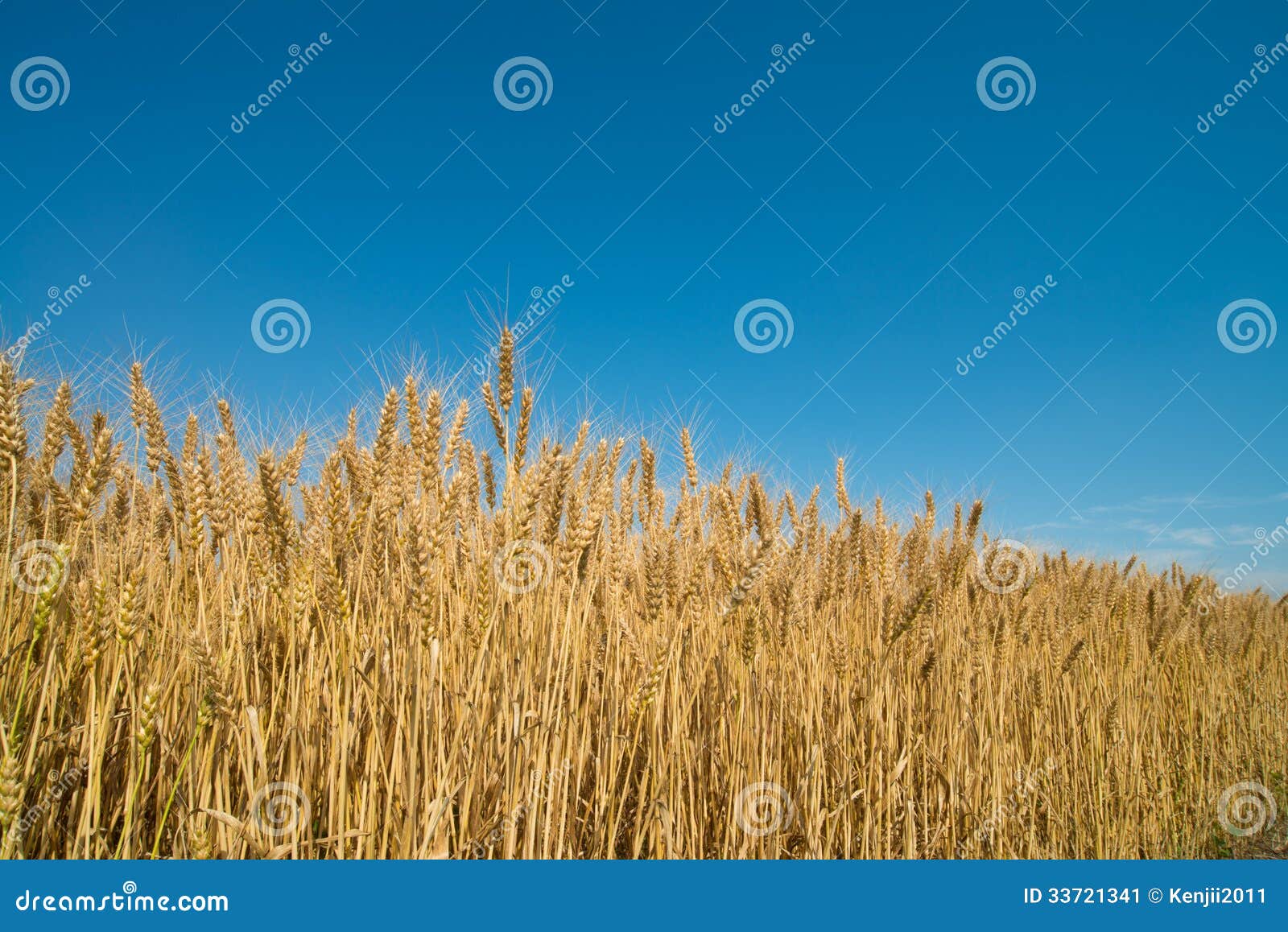 Wheat field stock image. Image of landscape, plant, sunny - 33721341