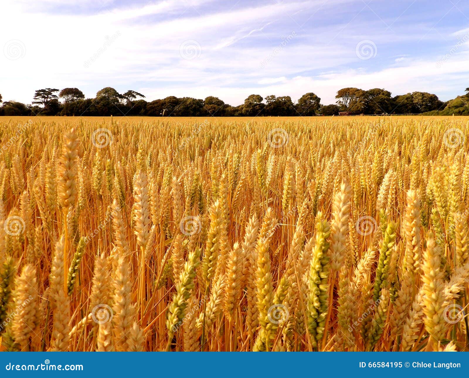 Wheat Field stock image. Image of grass, food, buckwheat - 66584195