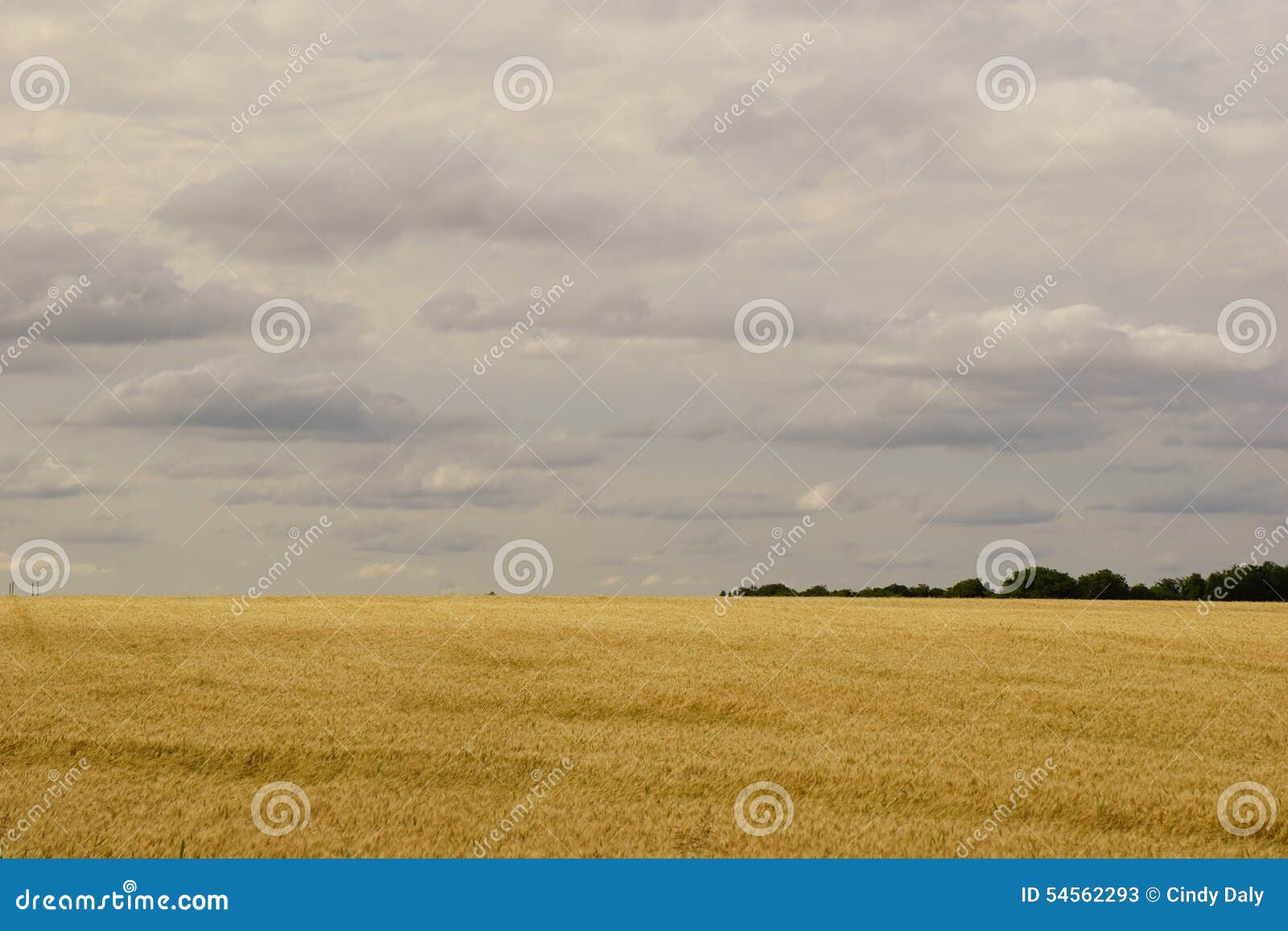 Wheat field stock image. Image of yellow, wheat, outdoors - 54562293