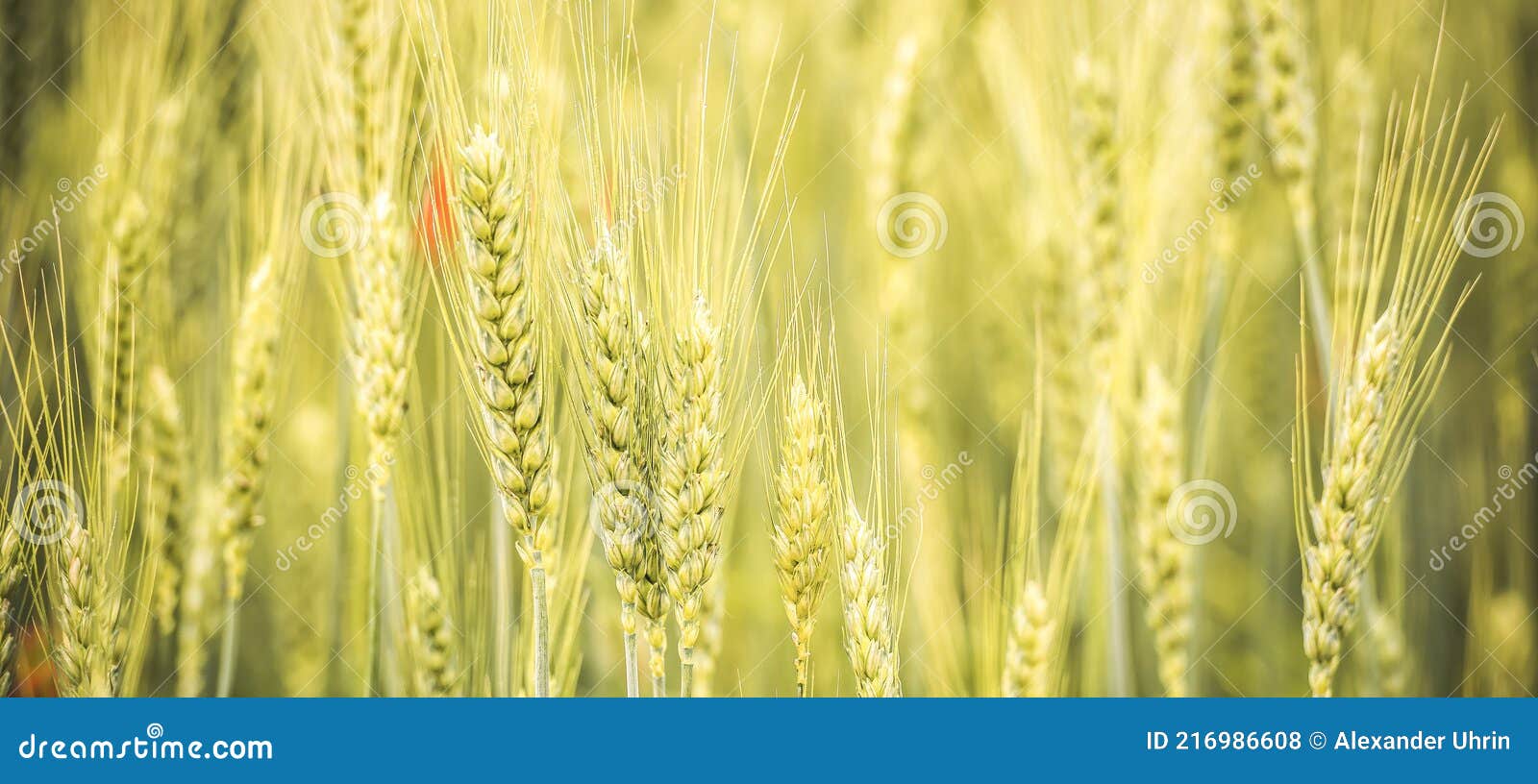 Wheat Field. Plantations Grow. Harvest Concept. Stock Photo - Image of ...