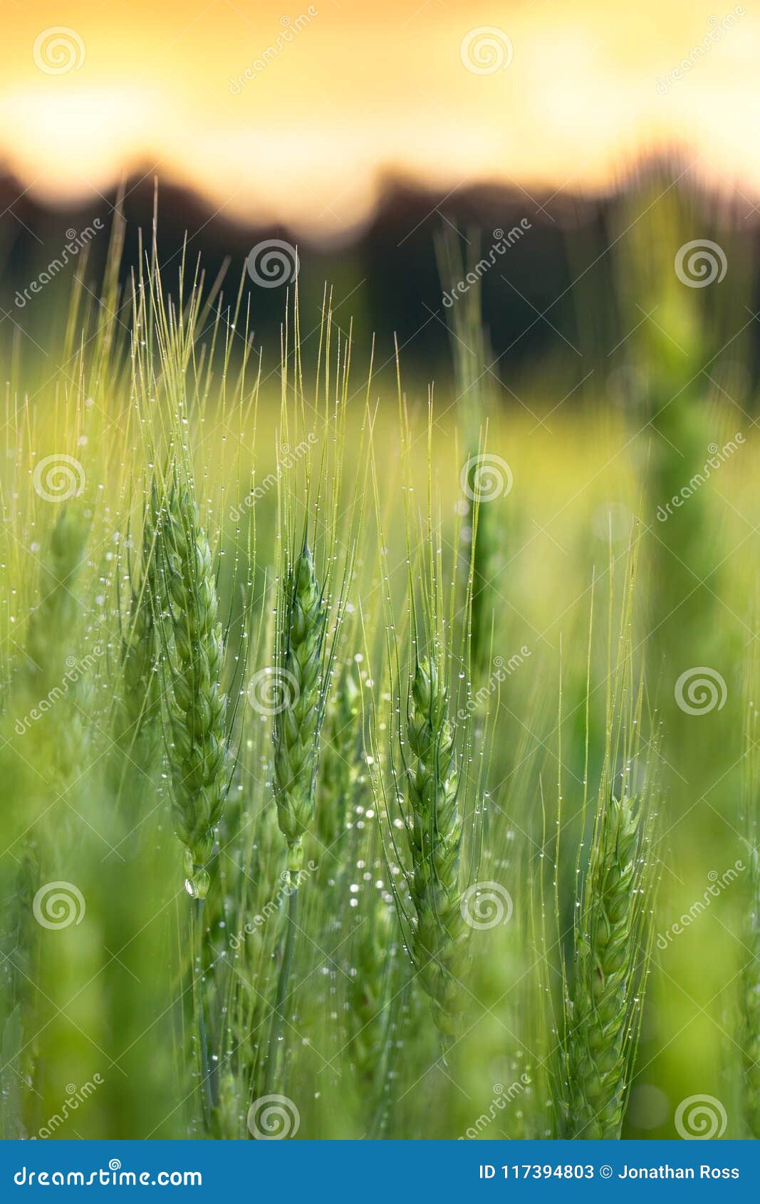 Wheat field portrait stock image. Image of nature, bright - 117394803
