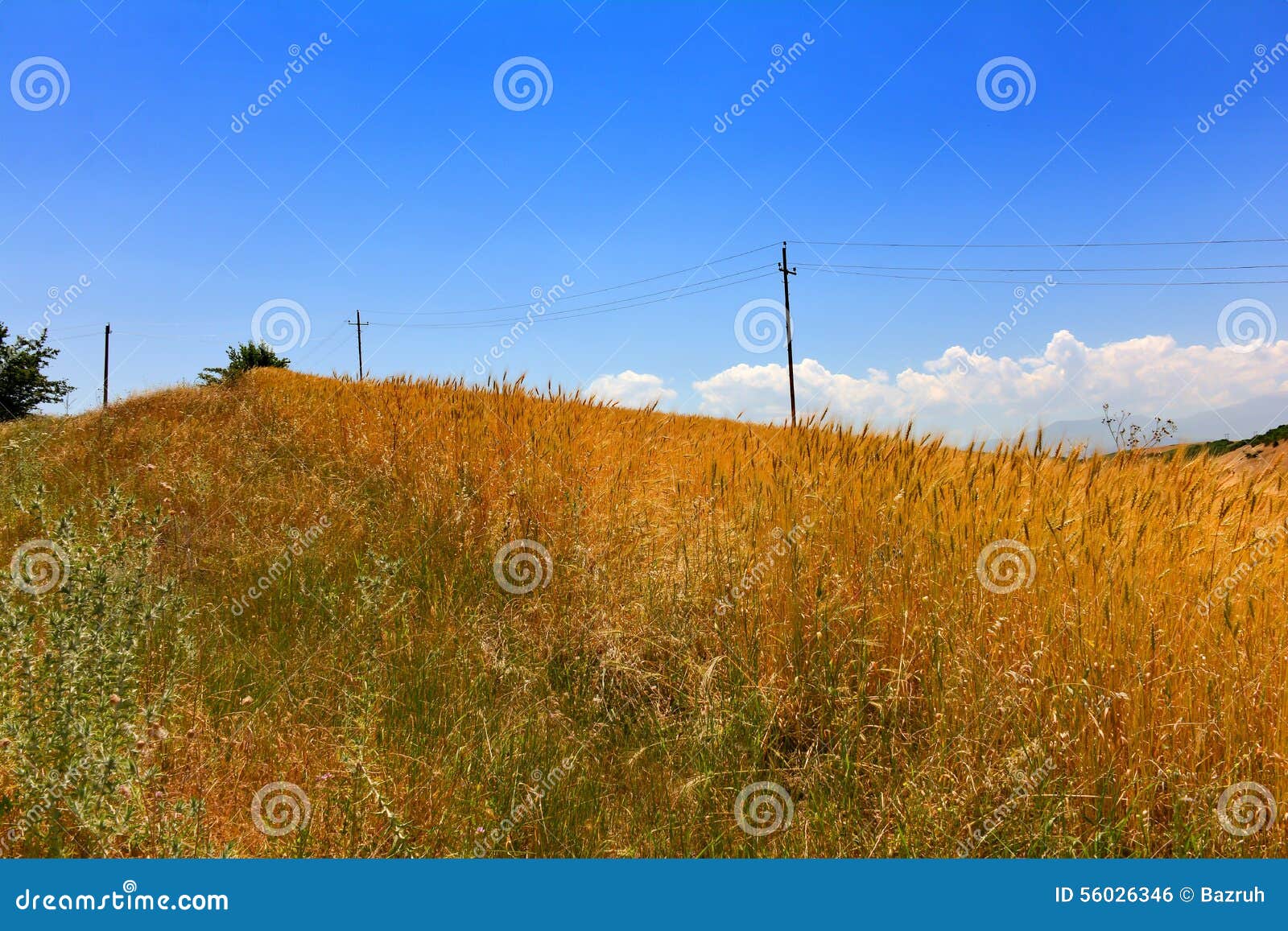 Wheat Field and Power Lines Stock Photo - Image of ears, farm: 56026346