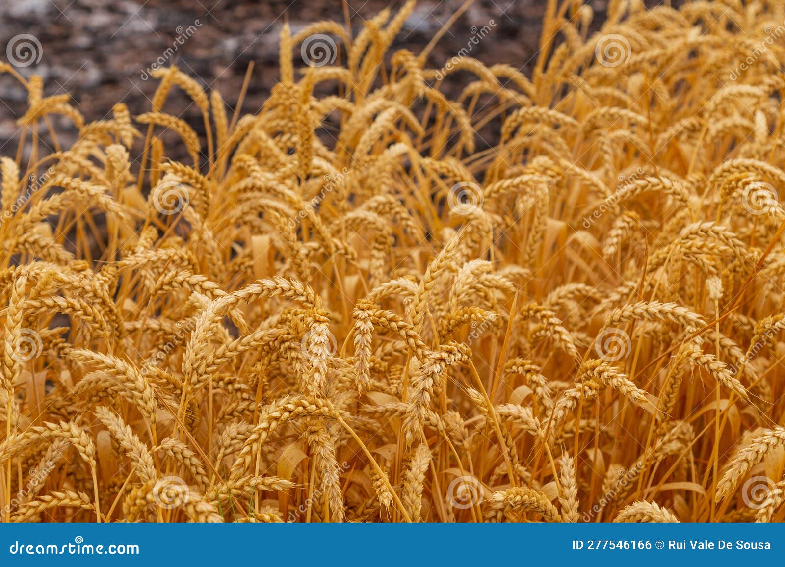 Wheat Field in the Pyrenees Stock Photo - Image of closeup, healthy ...