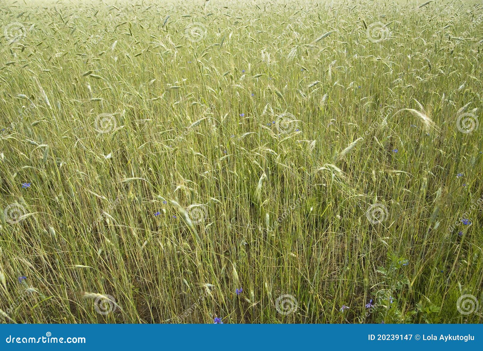 Wheat field after a rain stock image. Image of cereal - 20239147