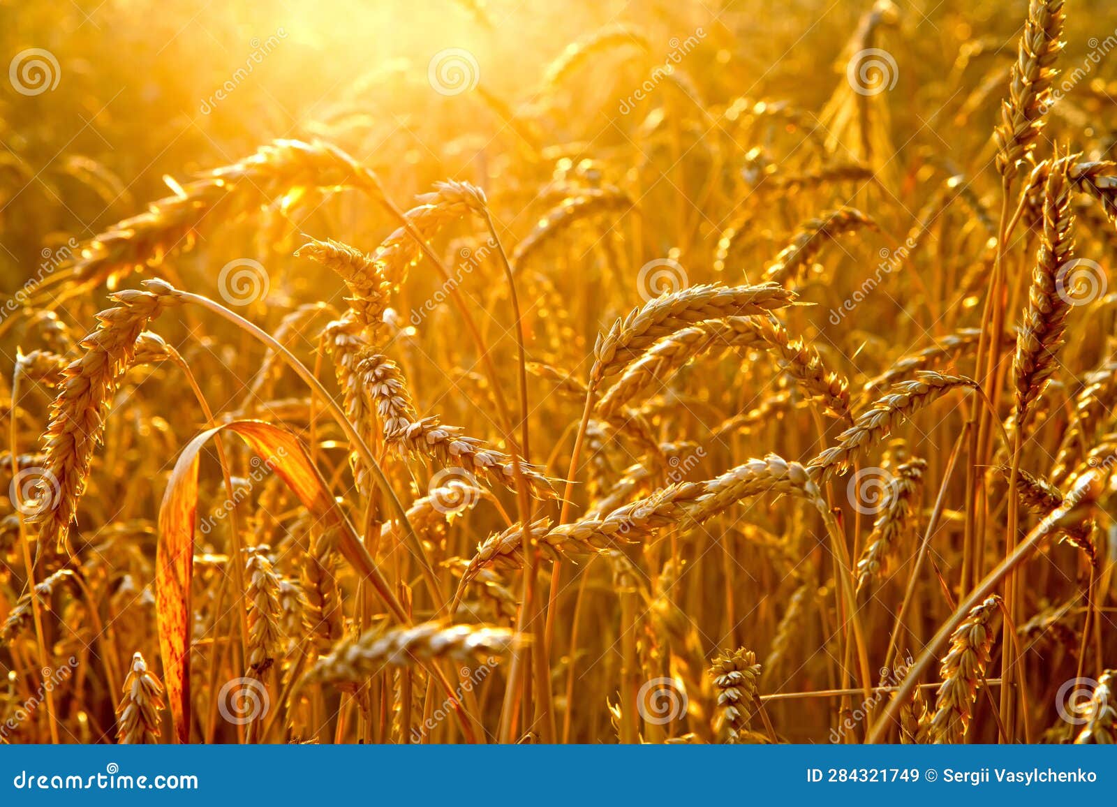 Wheat Field in the Rays of the Evening Sun. Ripe Ears of Wheat Stock ...