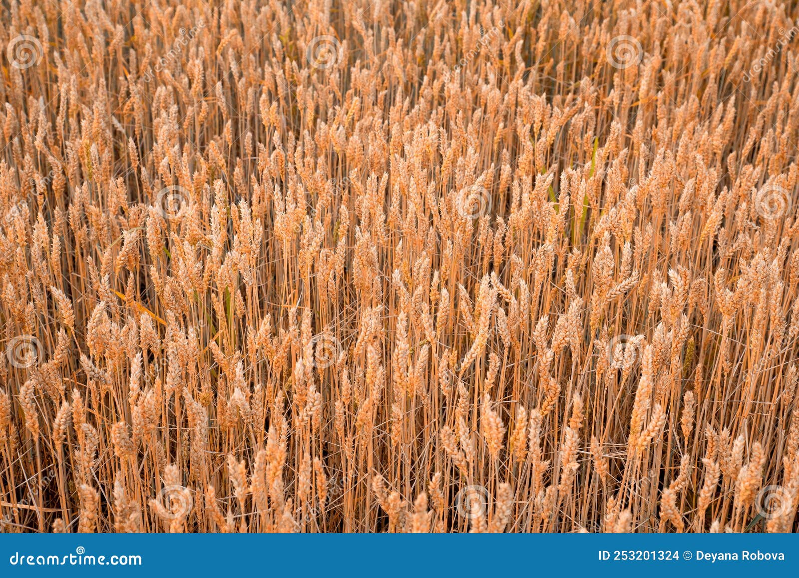 Wheat Field Ready for Harvest. Concept of Rich Harvest Stock Photo ...