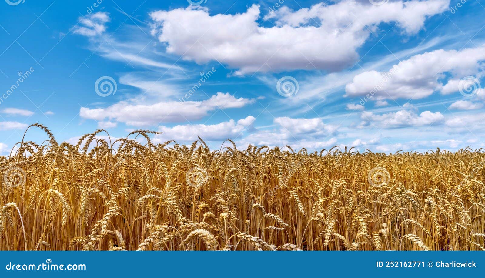 Wheat Field Ready for Harvest. Stock Image - Image of summer, ready ...