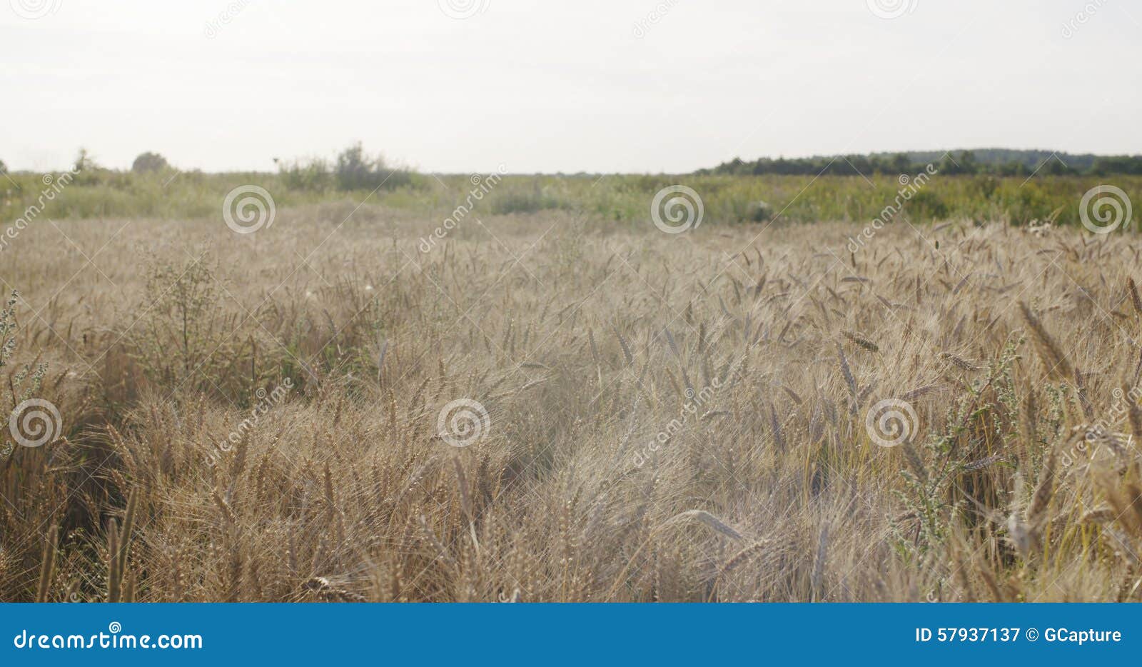 Wheat Field Ready for Harvest Stock Image - Image of food, growth: 57937137