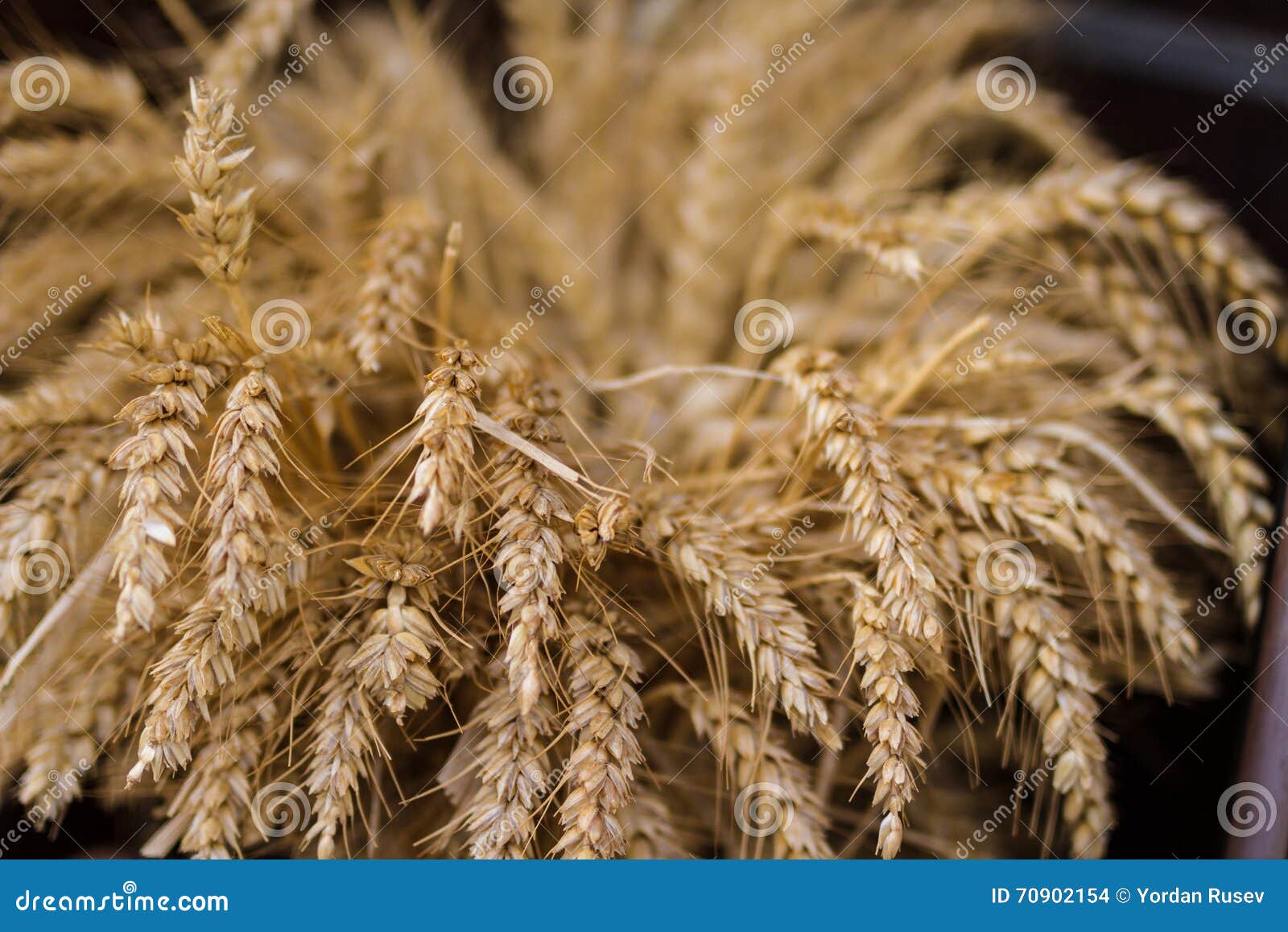 Wheat Field Ready for Harvest Stock Photo - Image of country, healthy ...