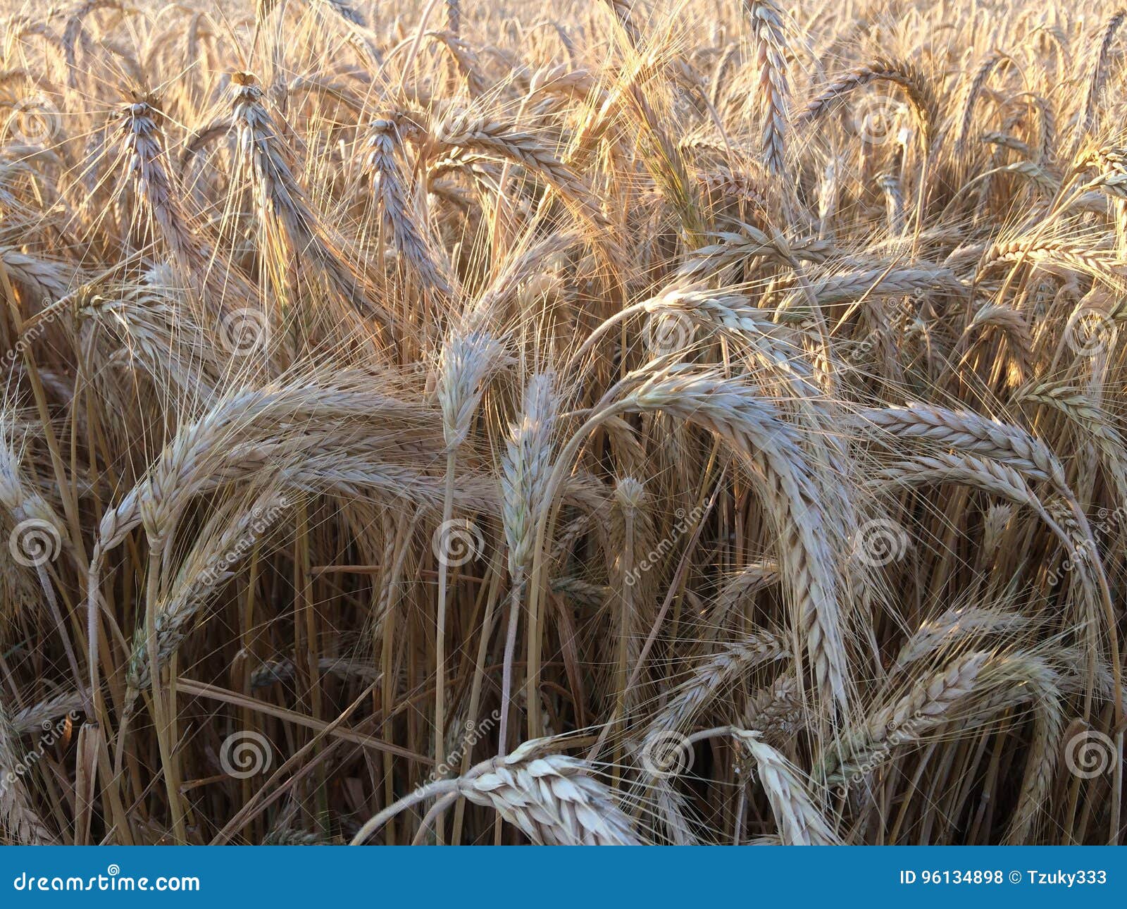 Wheat Field Ready for Harvest Stock Photo - Image of harvest, field ...