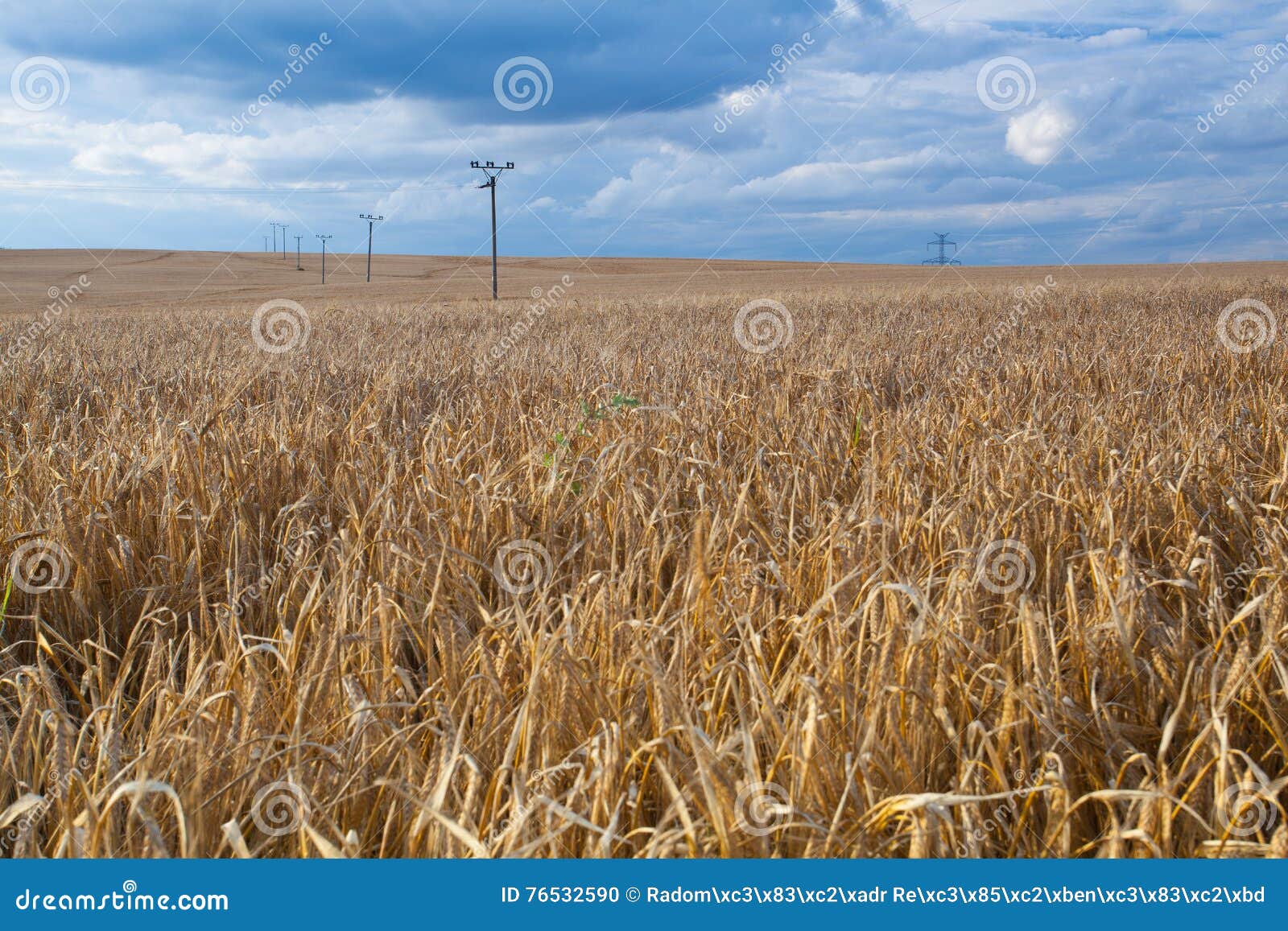 A Wheat Field almost Ready for Harvest Stock Photo - Image of growth ...
