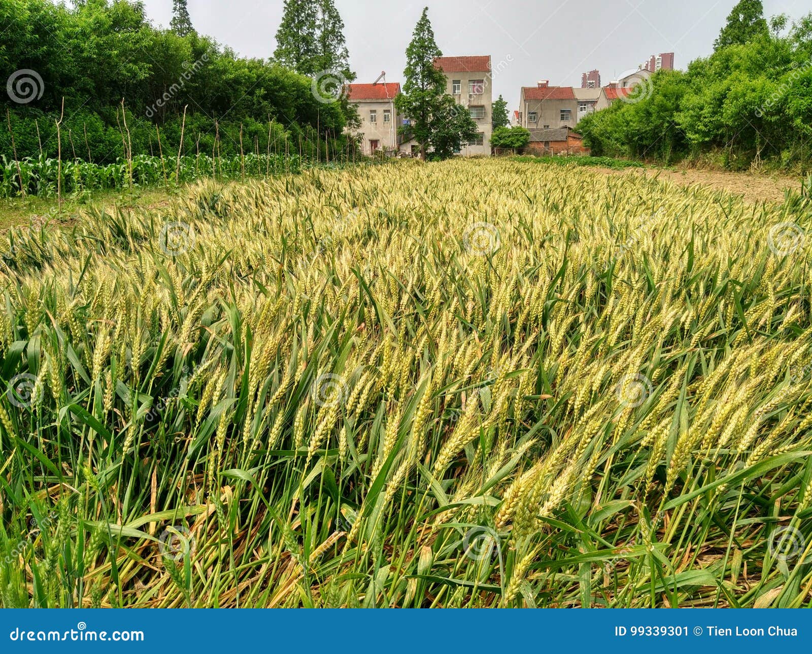 Wheat field stock image. Image of maize, plant, plantation - 99339301