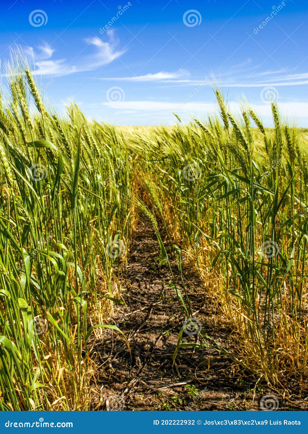 Wheat Field Details, Ready To Harvest Stock Photo - Image of bread ...
