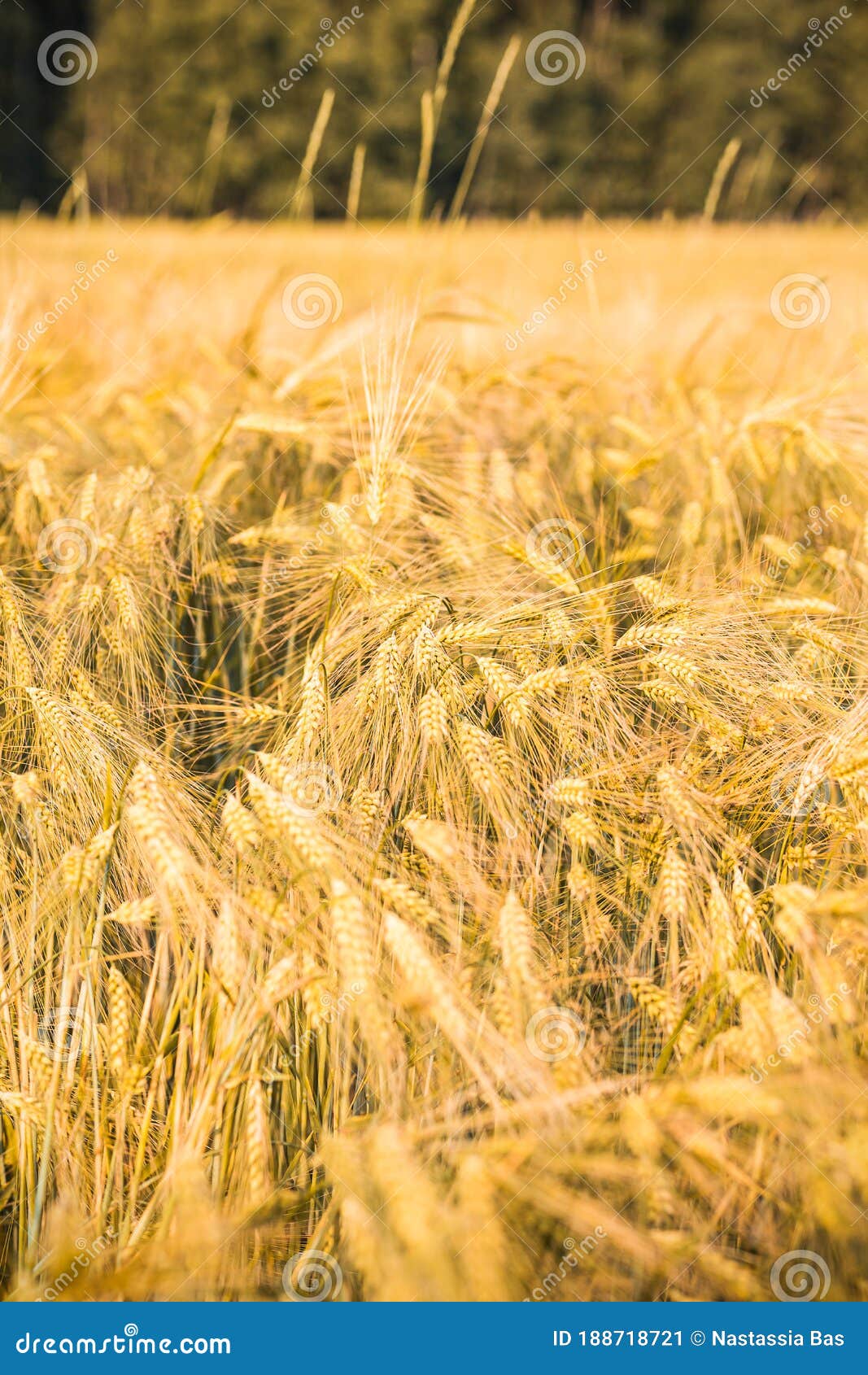 Wheat Field. Reconnecting with Nature. Back To Nature. Vertical Format ...
