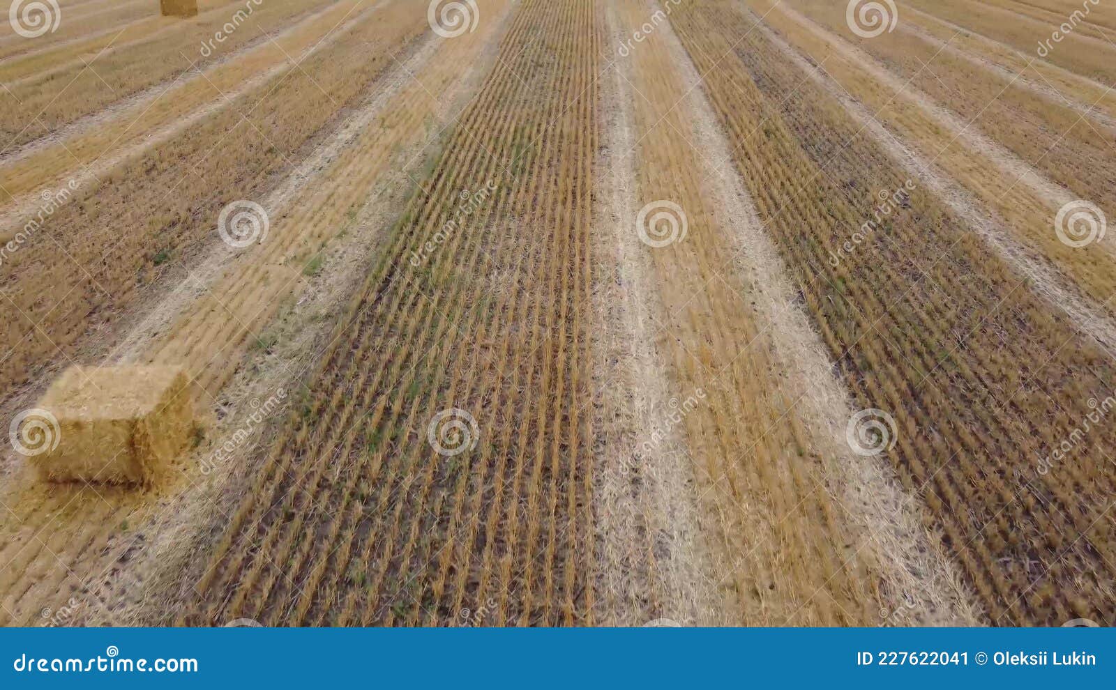 Wheat Field with Rectangular Stacks Stock Video - Video of farm ...