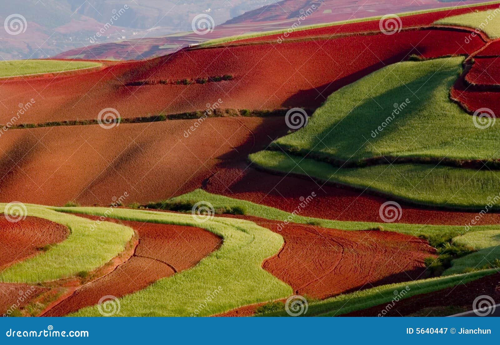 Wheat Field on Red Land stock image. Image of color, hill - 5640447