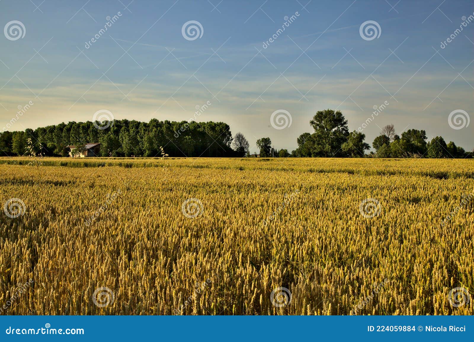 Wheat Field with Rows of Poplars in the Distance at Sunset in Summer ...